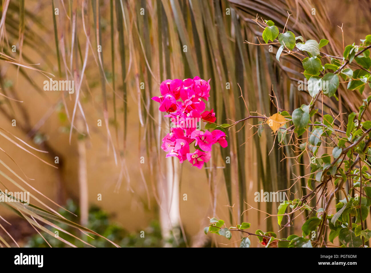 Sahara Desert Flowers