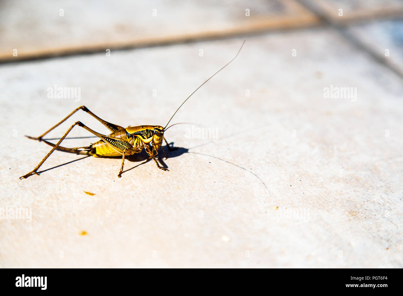 Greek insect hi-res stock photography and images - Alamy