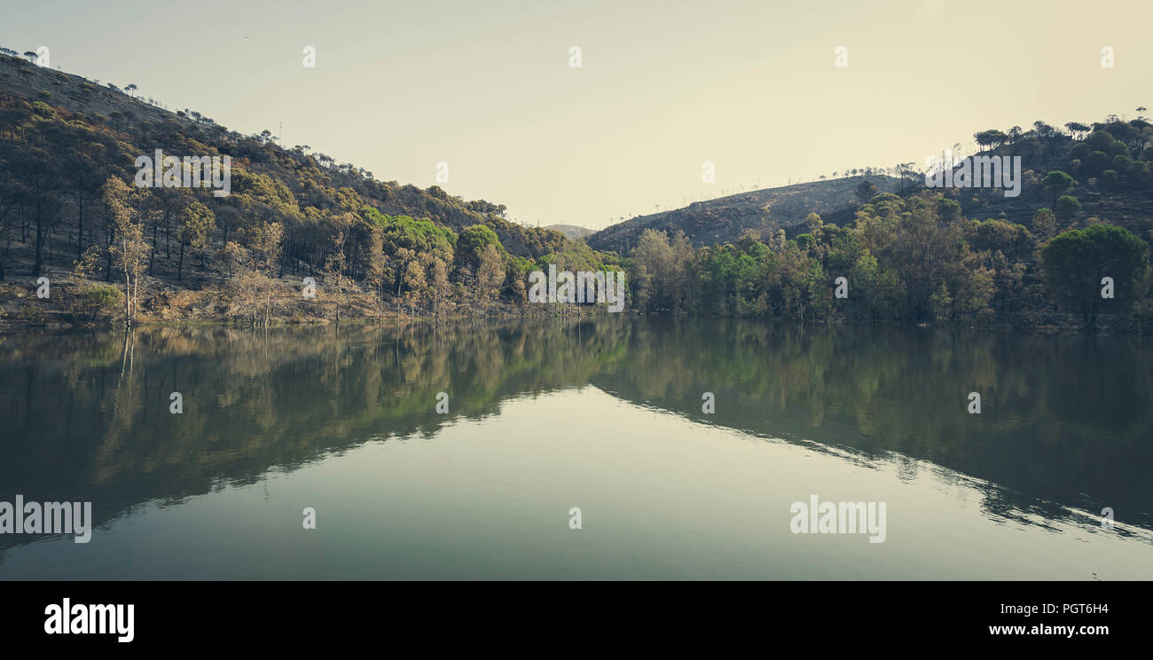 Pine symmetry hi-res stock photography and images - Alamy