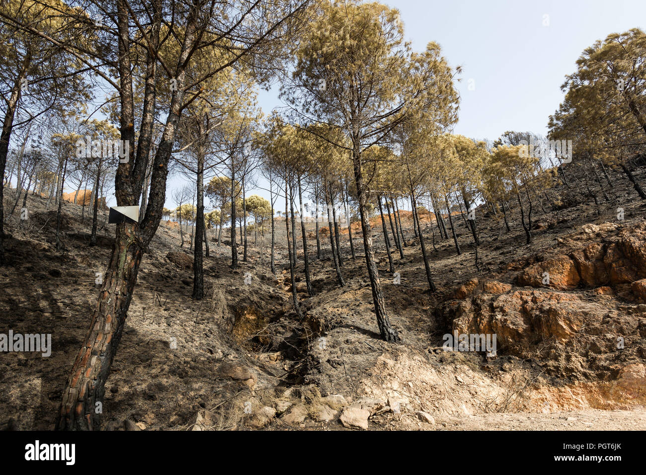 Forest of burnt pine trees with soil full of ashes and black and white ...