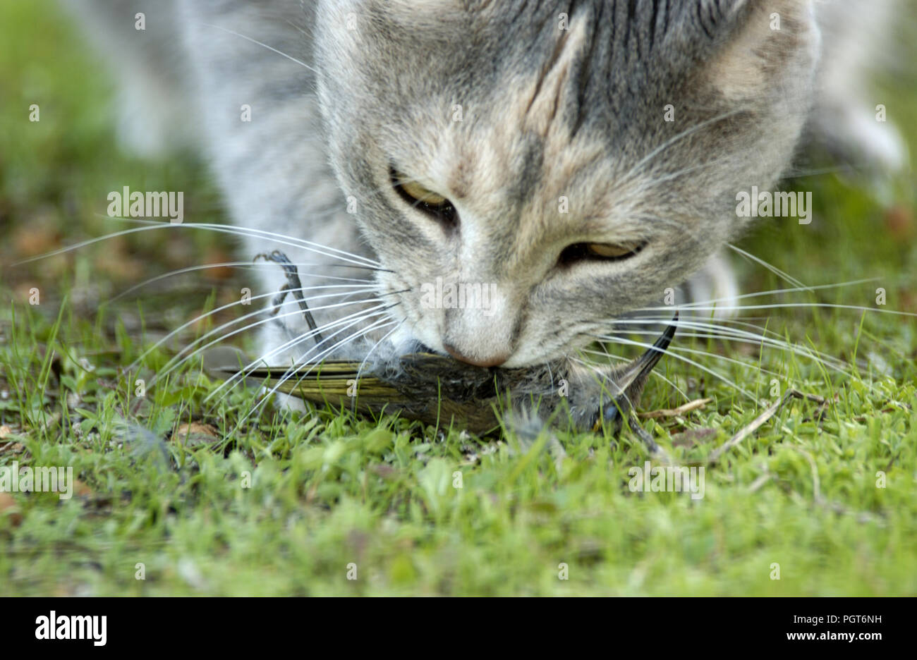 DOMESTIC CAT (FELIS CATUS) WITH DEAD BIRD (NEW HOLLAND HONEYEATER ...