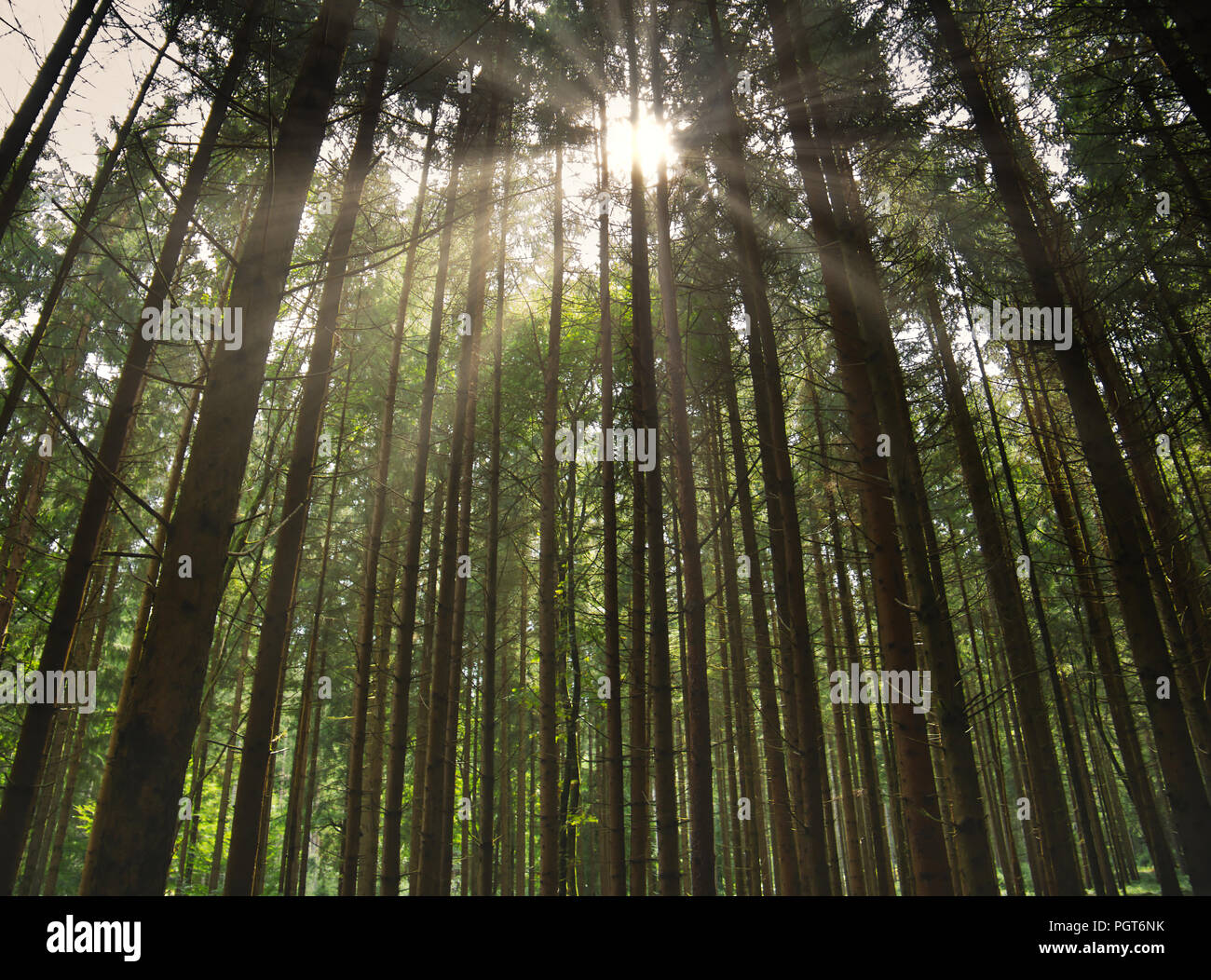 Dense forest tall trees hi-res stock photography and images - Alamy