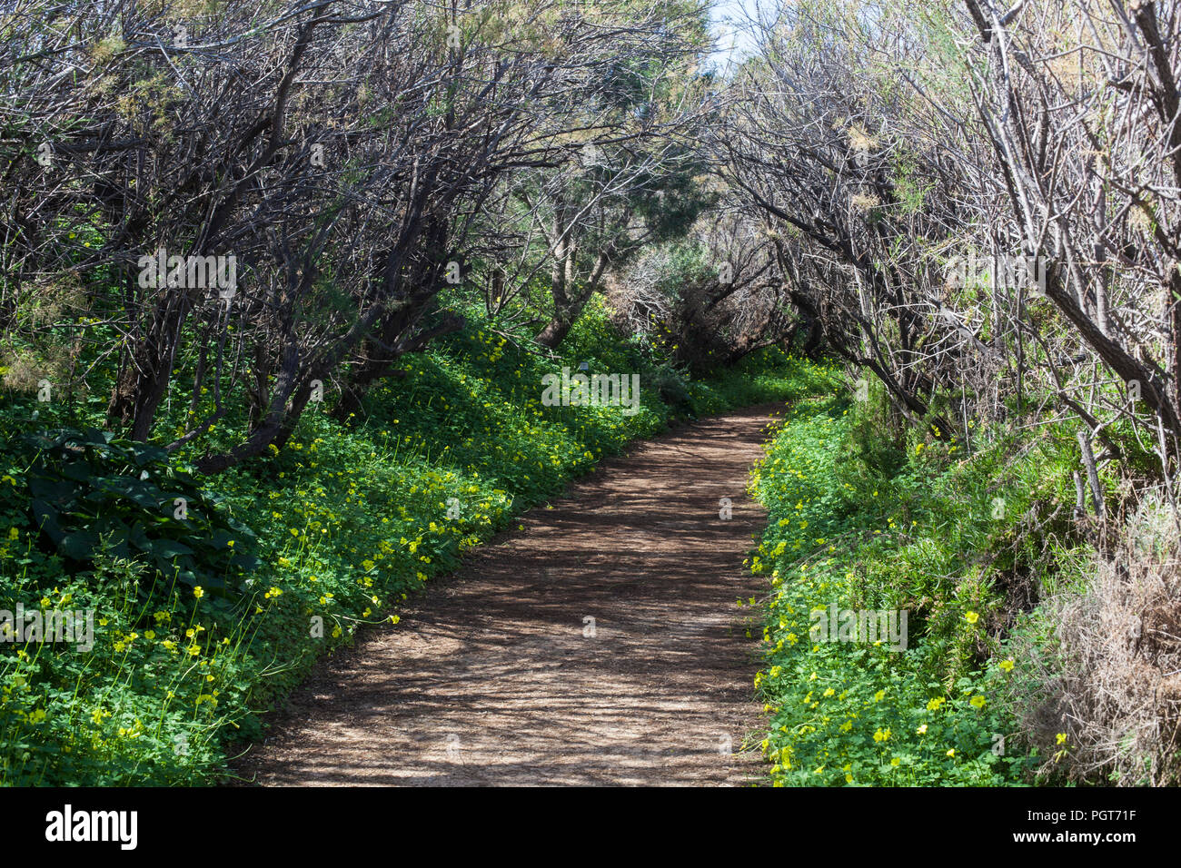 Spring flowers in malta hi-res stock photography and images - Alamy