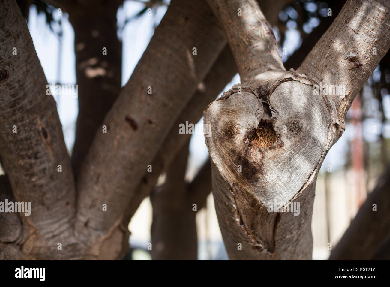 Heart in the tree Stock Photo - Alamy