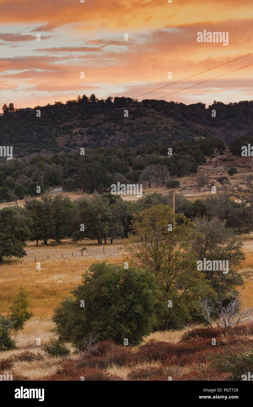 Coastal live oak tree california hi-res stock photography and images ...
