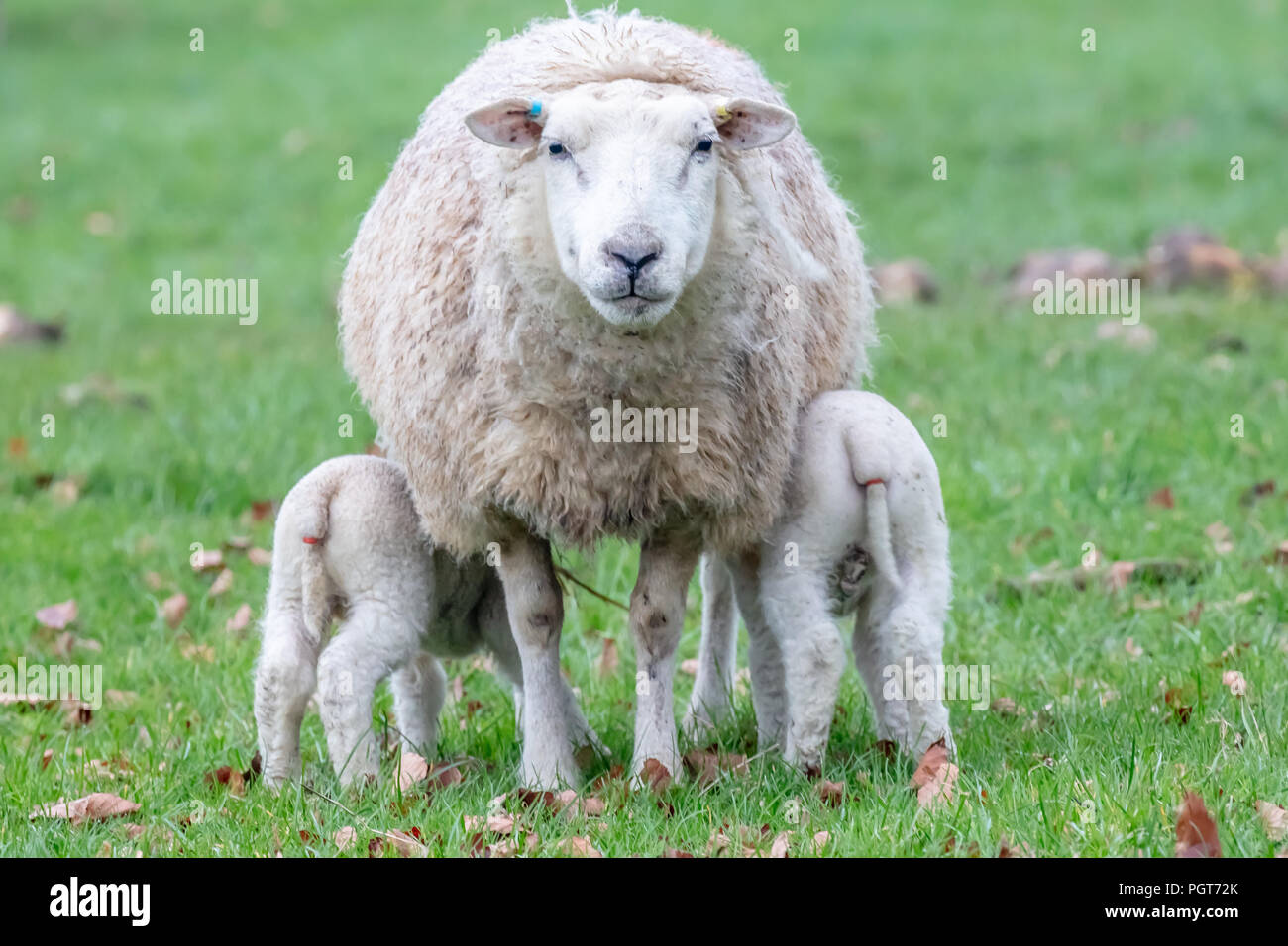 Lambs mother sheep playing together hi-res stock photography and images ...