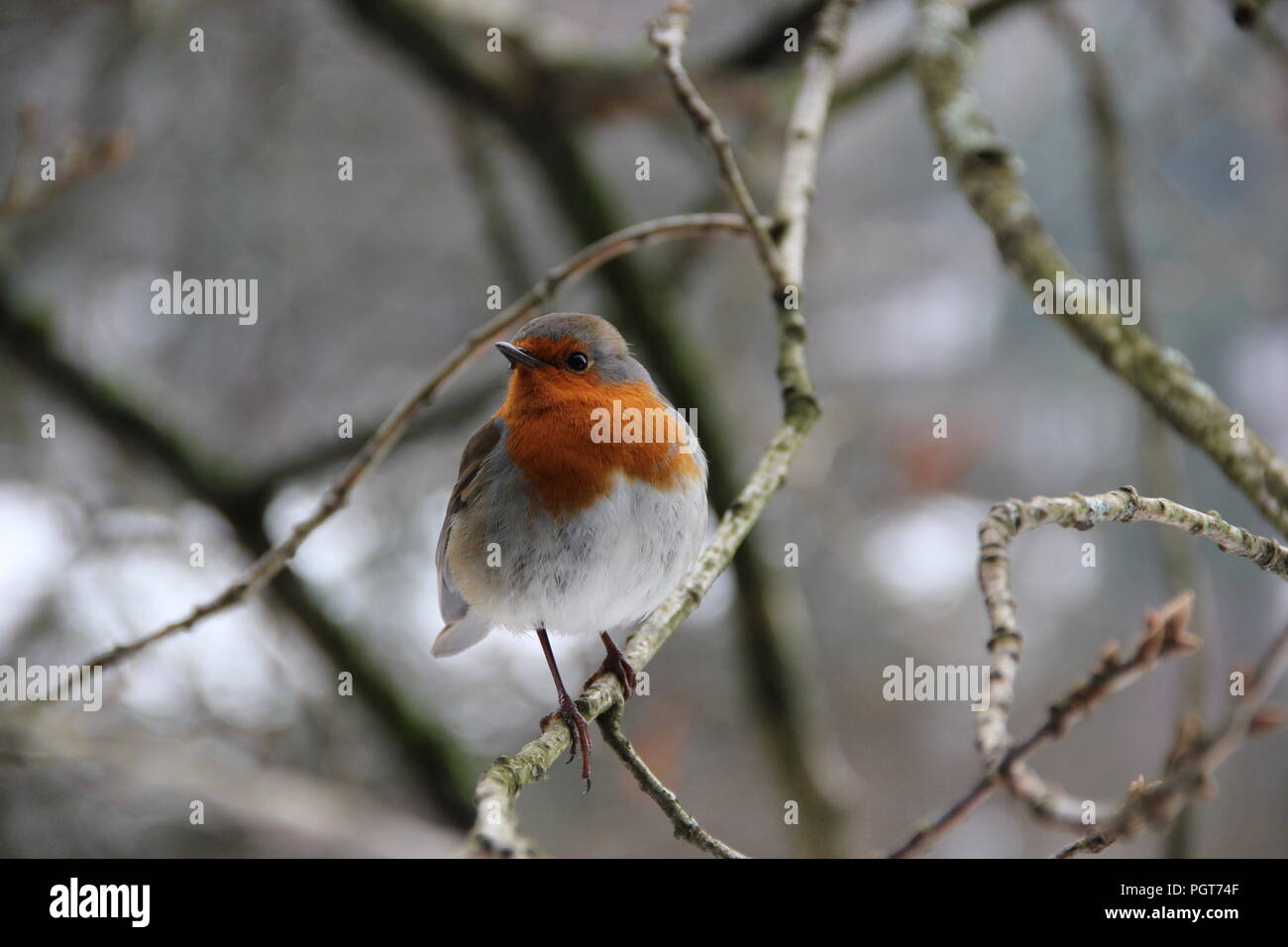 Christmas robin hi-res stock photography and images - Alamy