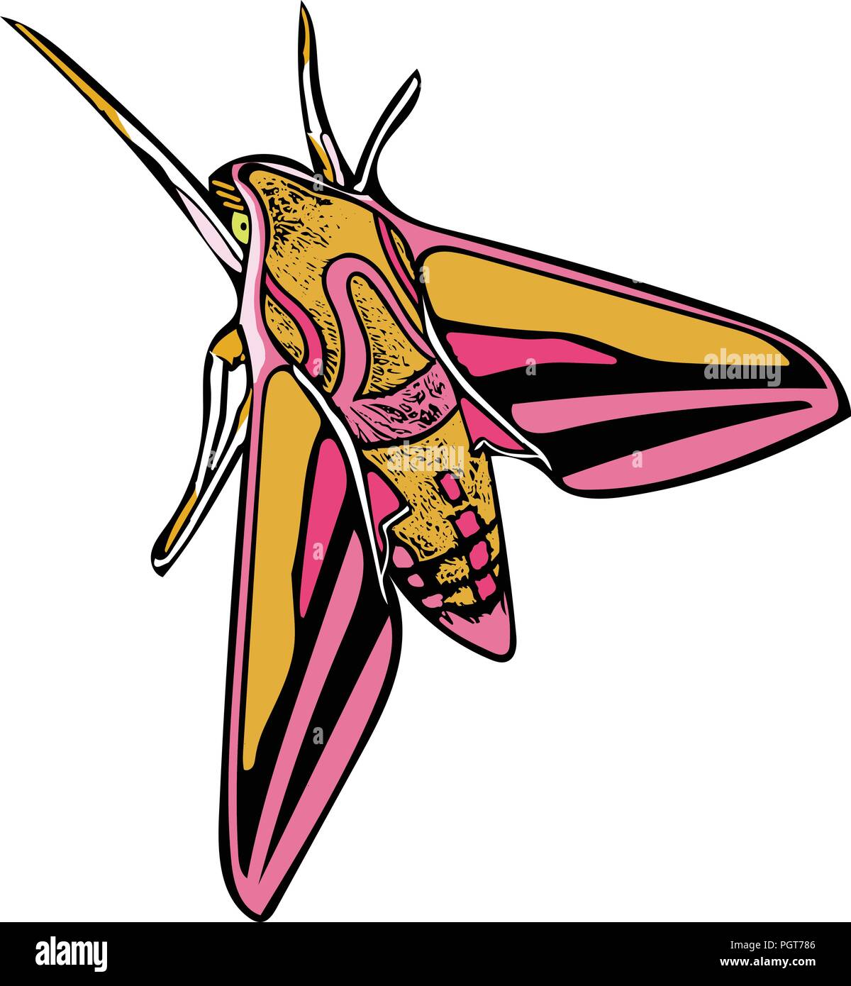 Coloured vector graphic of perched Elephant hawk moth from above Stock ...