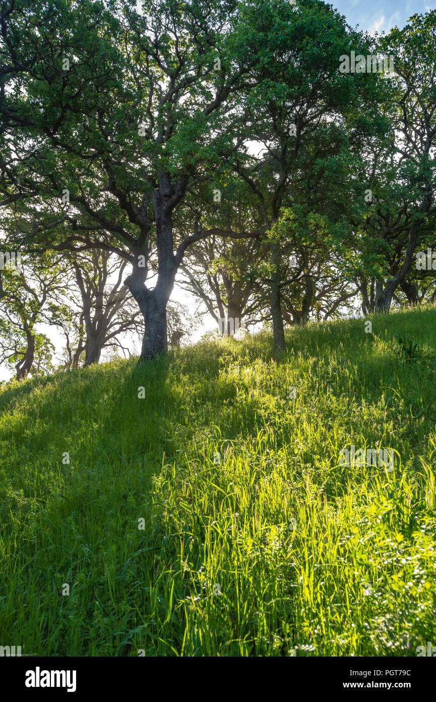 Casts tree shadow hi-res stock photography and images - Alamy