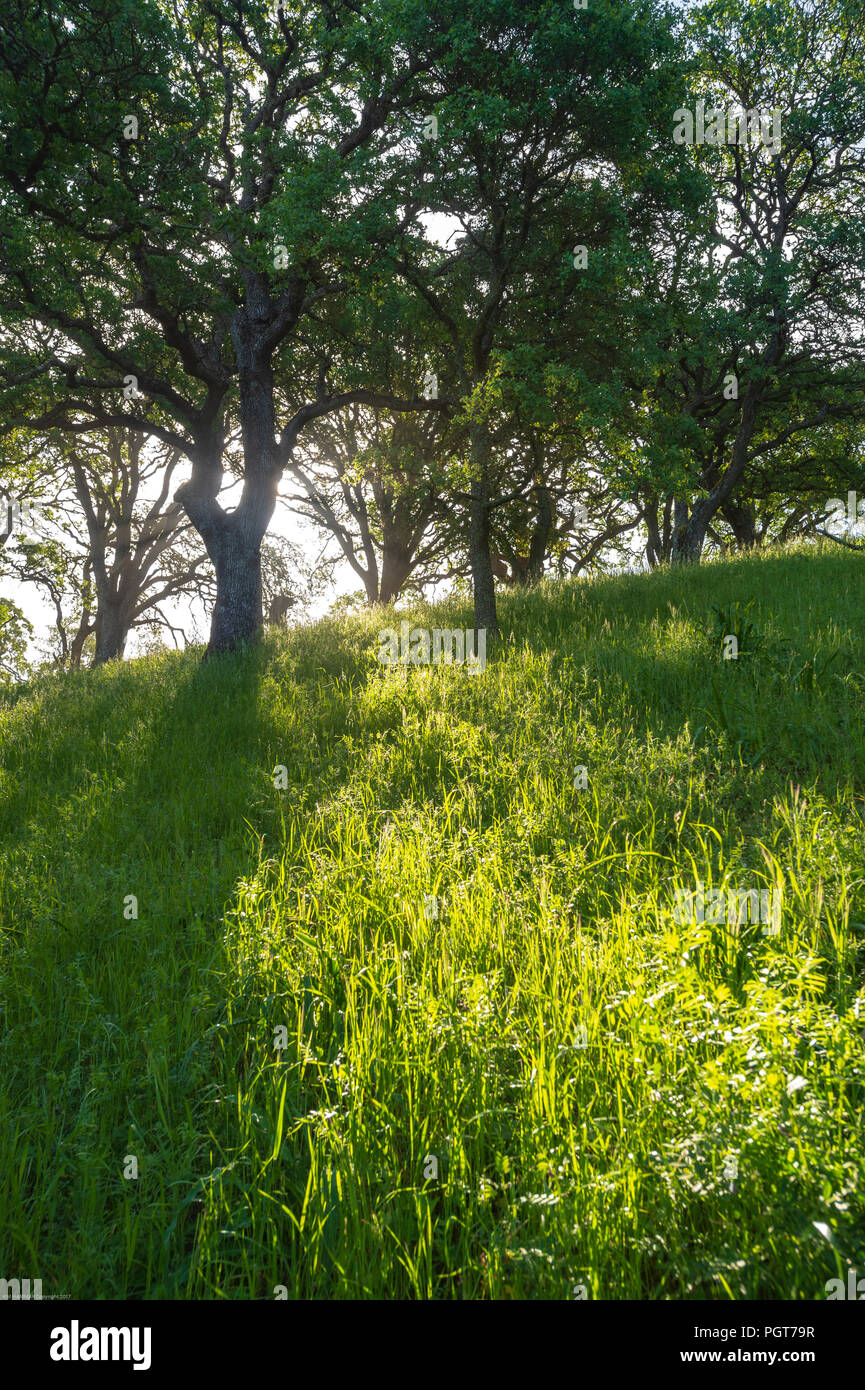 Casts tree shadow hi-res stock photography and images - Alamy