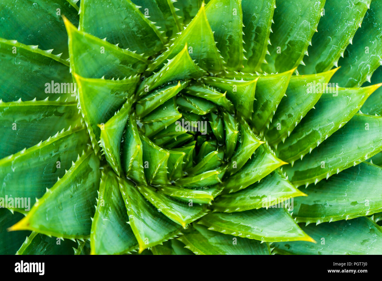 Top View of Spiral Aloe.Aloe polyphylla closeup wiew Stock Photo - Alamy