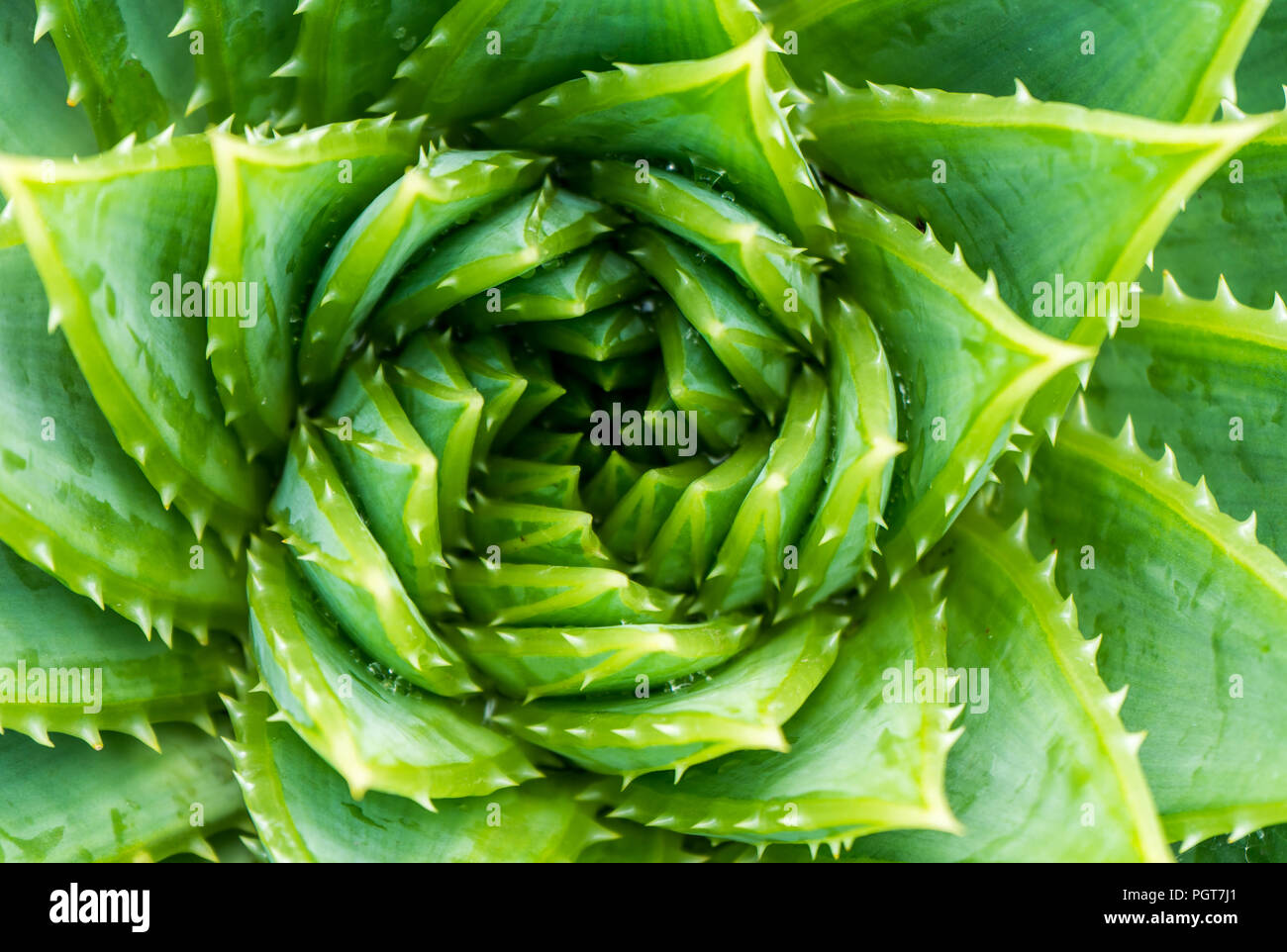 Aloe polyphylla spiral aloe hi-res stock photography and images - Alamy Aloe polyphylla spiral aloe hi-res stock photography and images - Alamy