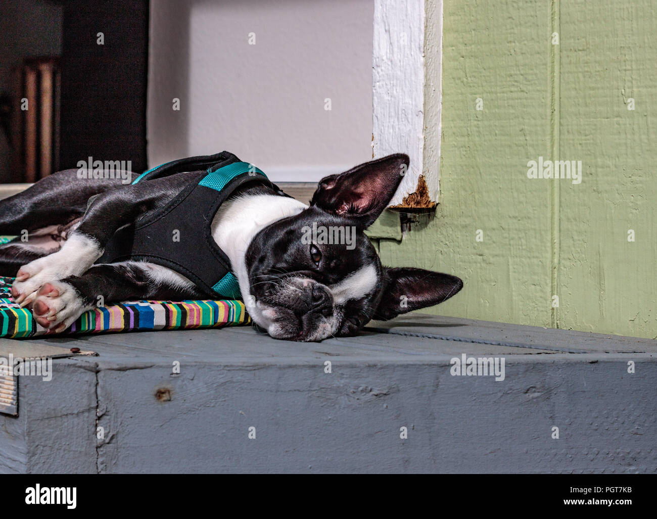 Laying down on front porch, close up a young Boston terrier looking up ...