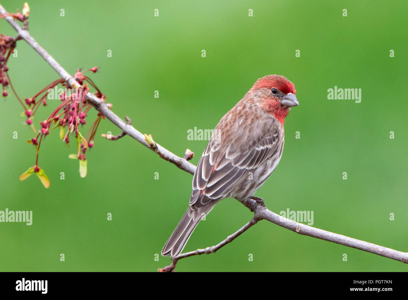 Songbird finch hi-res stock photography and images - Alamy