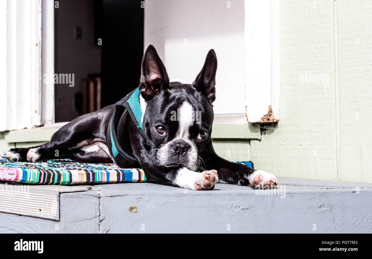 Head boston bulldog hi-res stock photography and images - Alamy
