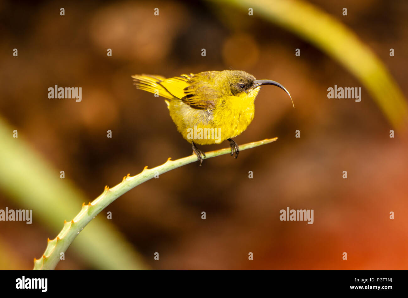 Old world sunbird hi-res stock photography and images - Alamy