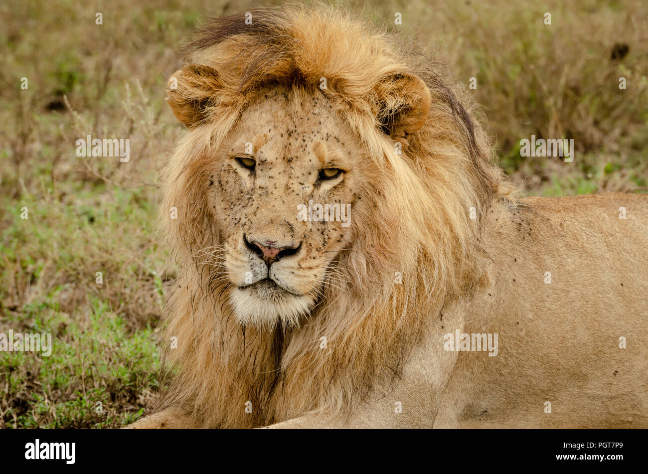 Blond lion hi-res stock photography and images - Alamy