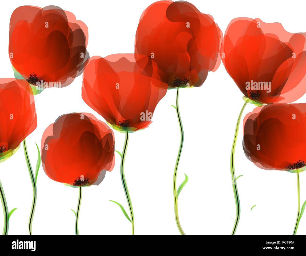 Wild poppies flowers Stock Vector Images - Alamy