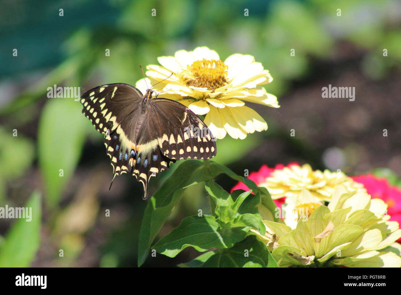 Xenia flowers hi-res stock photography and images - Alamy
