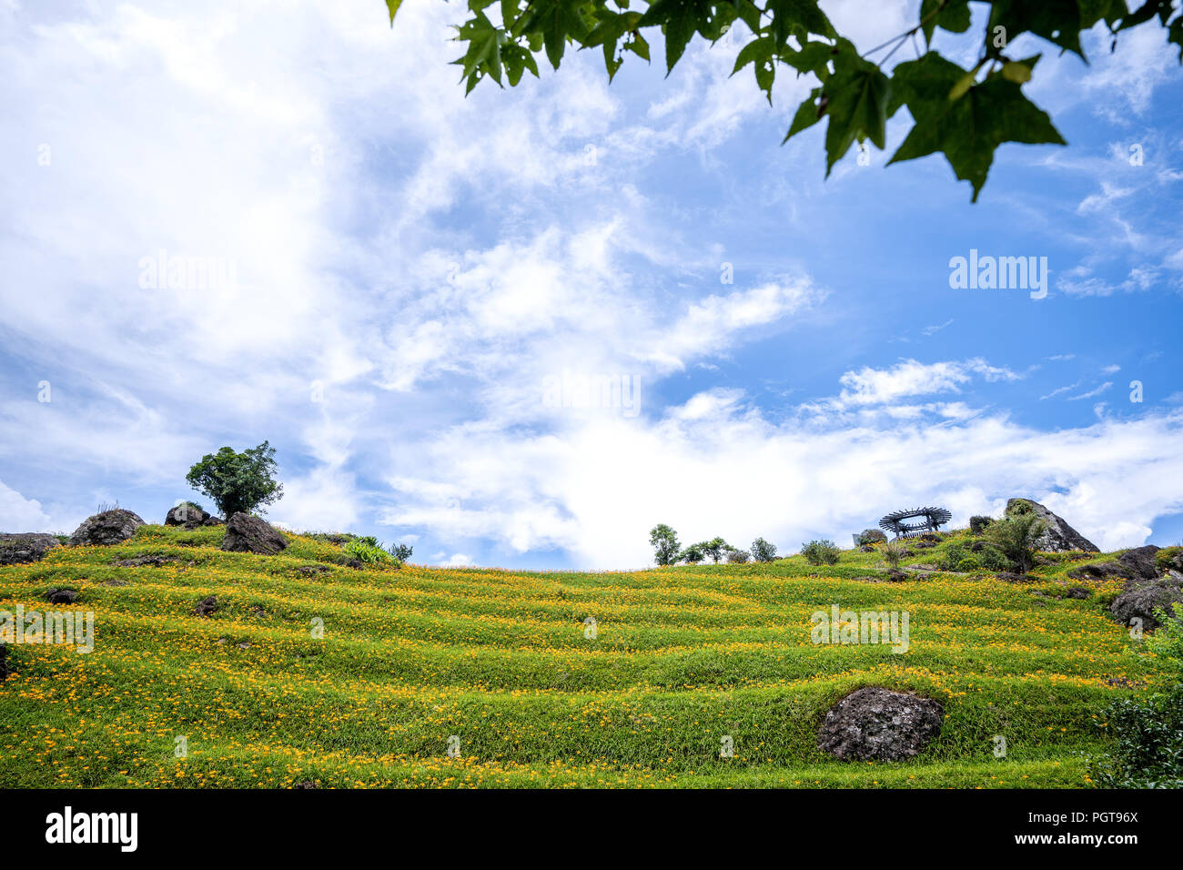 The Orange daylily(Tawny daylily) flower farm at Sixty Rock Mountain ...