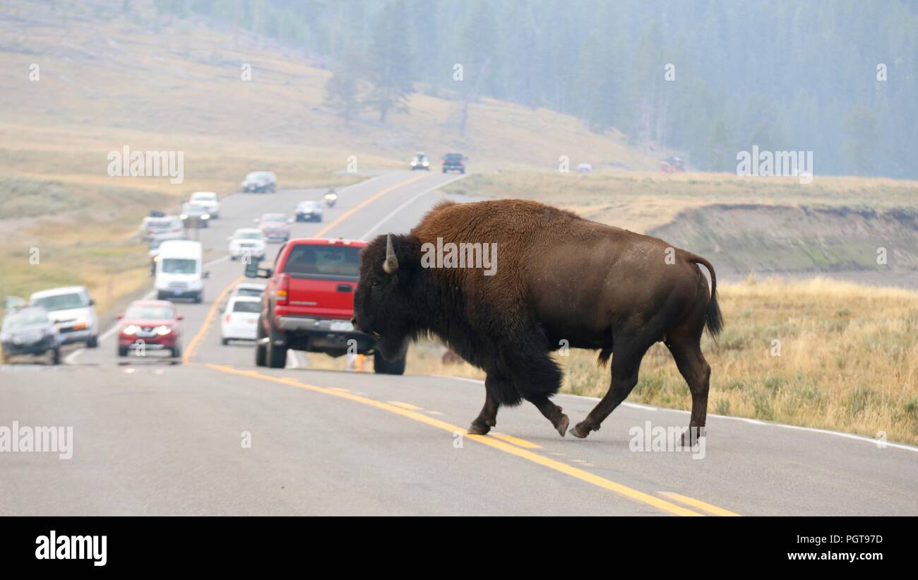 Bison yellowstone cars hi-res stock photography and images - Alamy