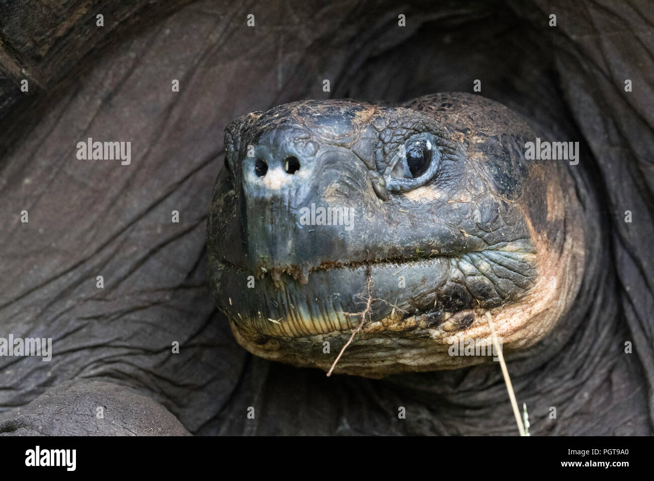 Tortoise turtle hi-res stock photography and images - Alamy