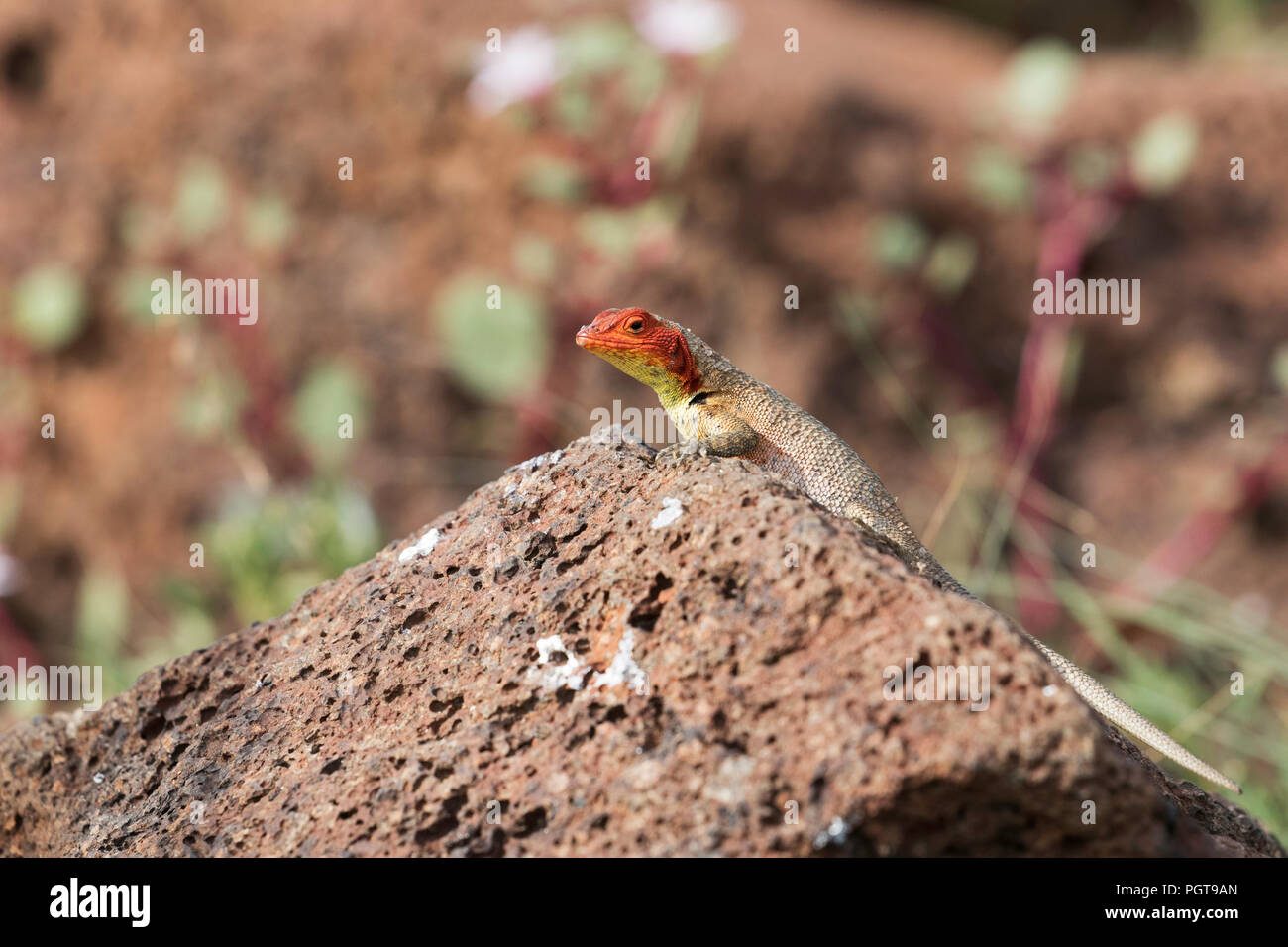 Female lava lizard, Microlophus spp, on North Seymour Island, Galápagos ...