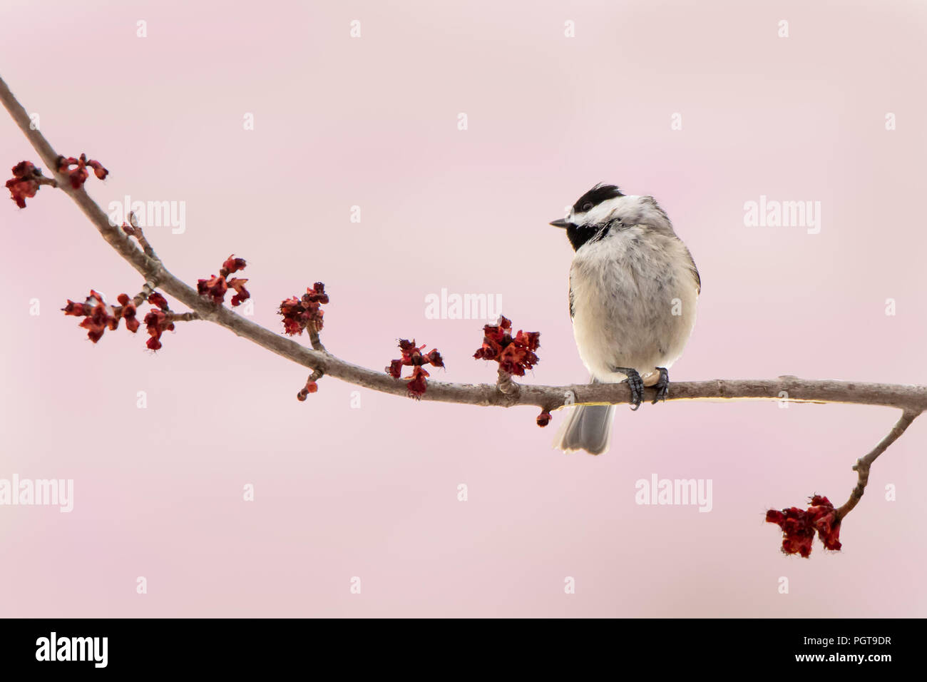 Carolina Chickadee on a Branch of Spring Flowers Against a Pink ...