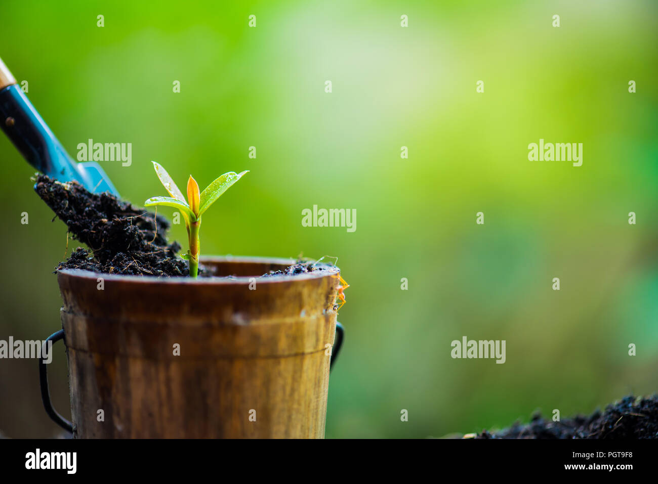 Small plant growing in the garden. Fresh start of the day. Save ...