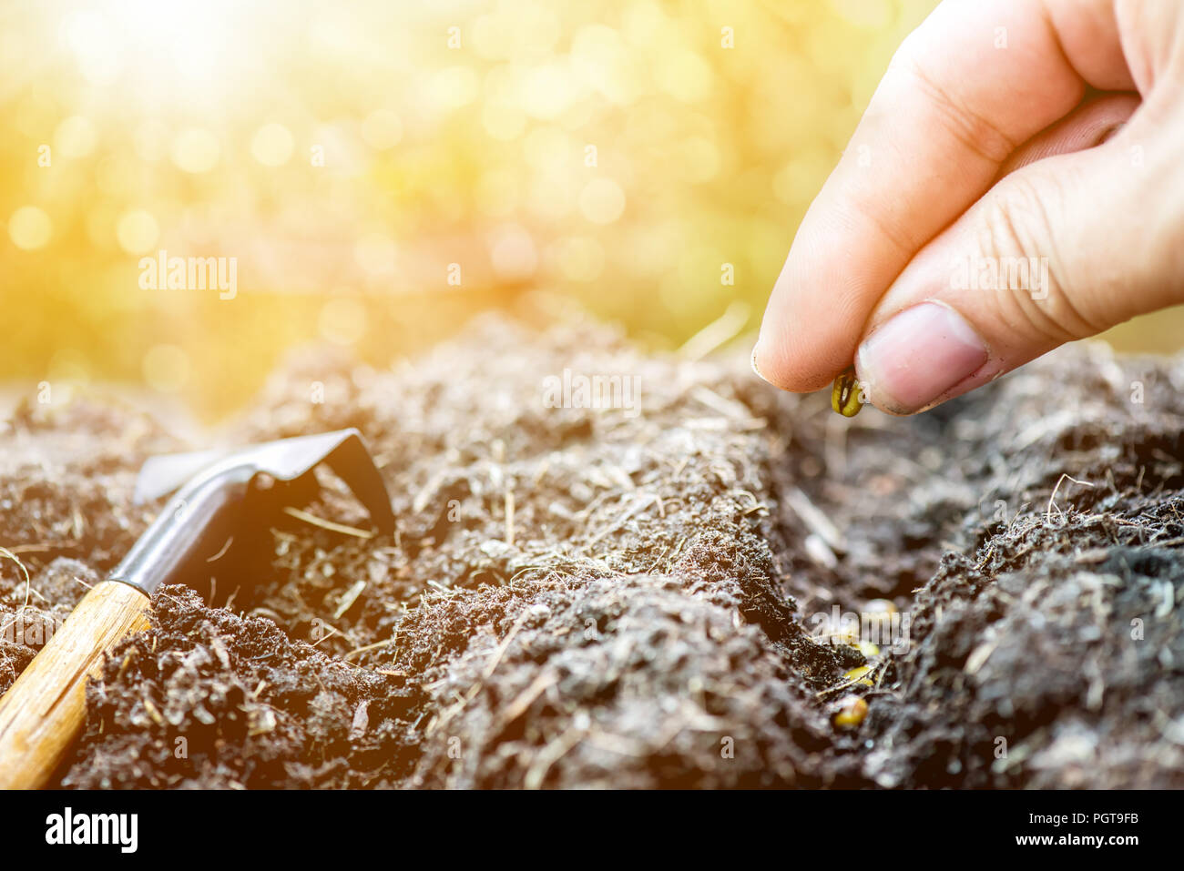Small plant growing in the garden. Fresh start of the day. Save ...