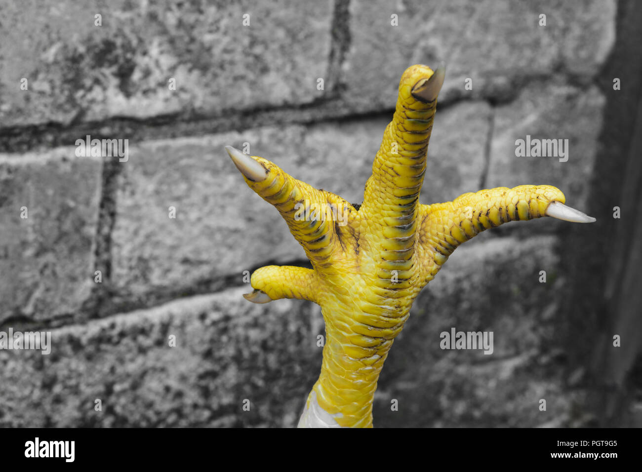 Chicken claw recipe hi-res stock photography and images - Alamy