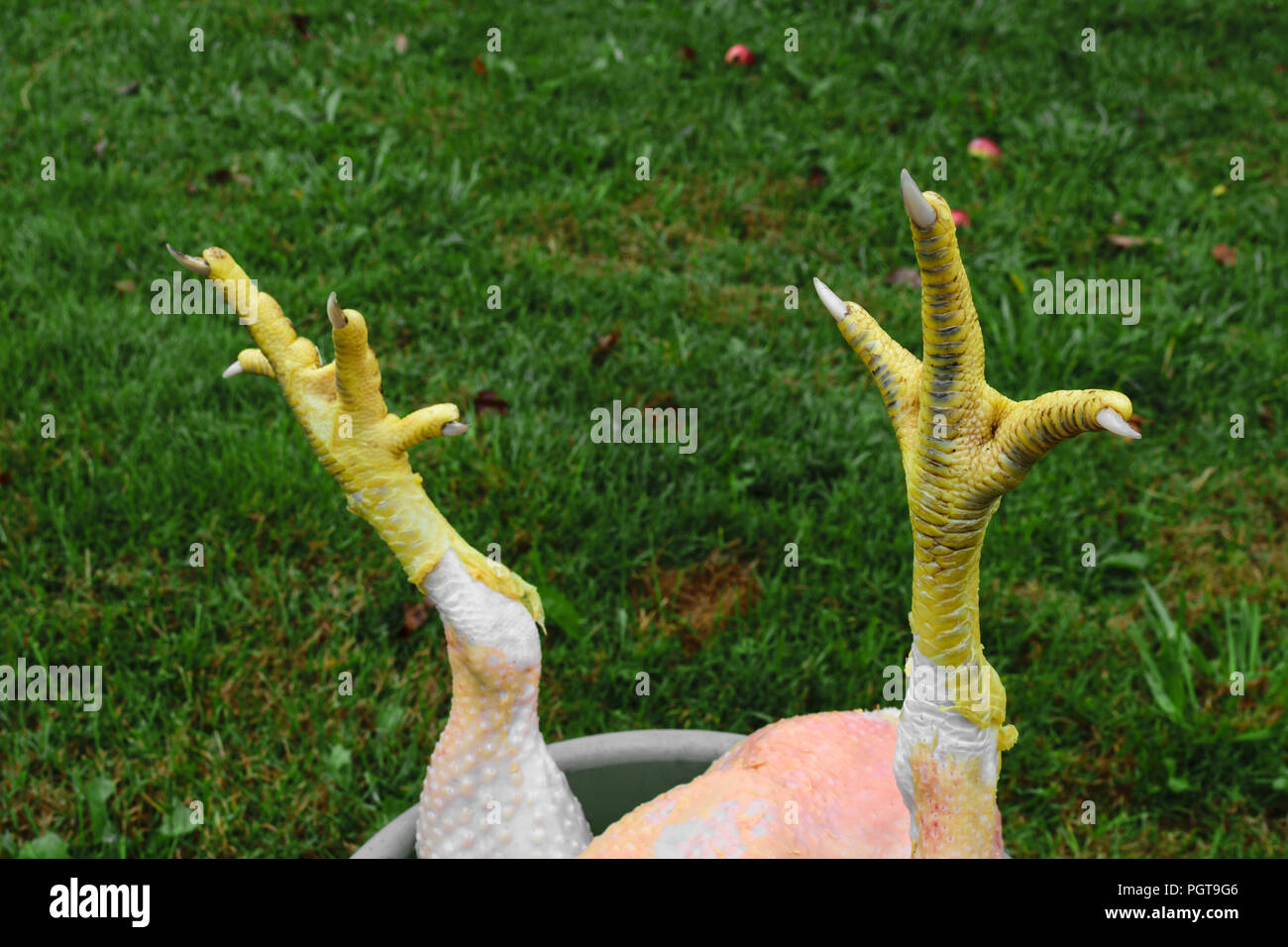 Abstract composition of yellow chicken claws in front of the green ...