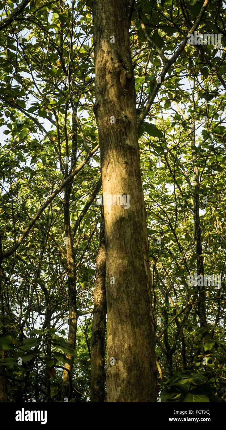 Jati Wood High Resolution Stock Photography and Images - Alamy