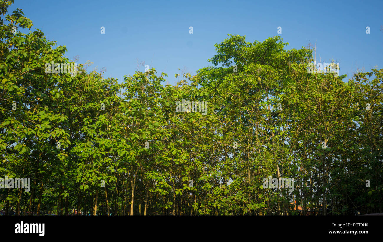 a jati forest tree in indonesia central java south east asia Stock ...