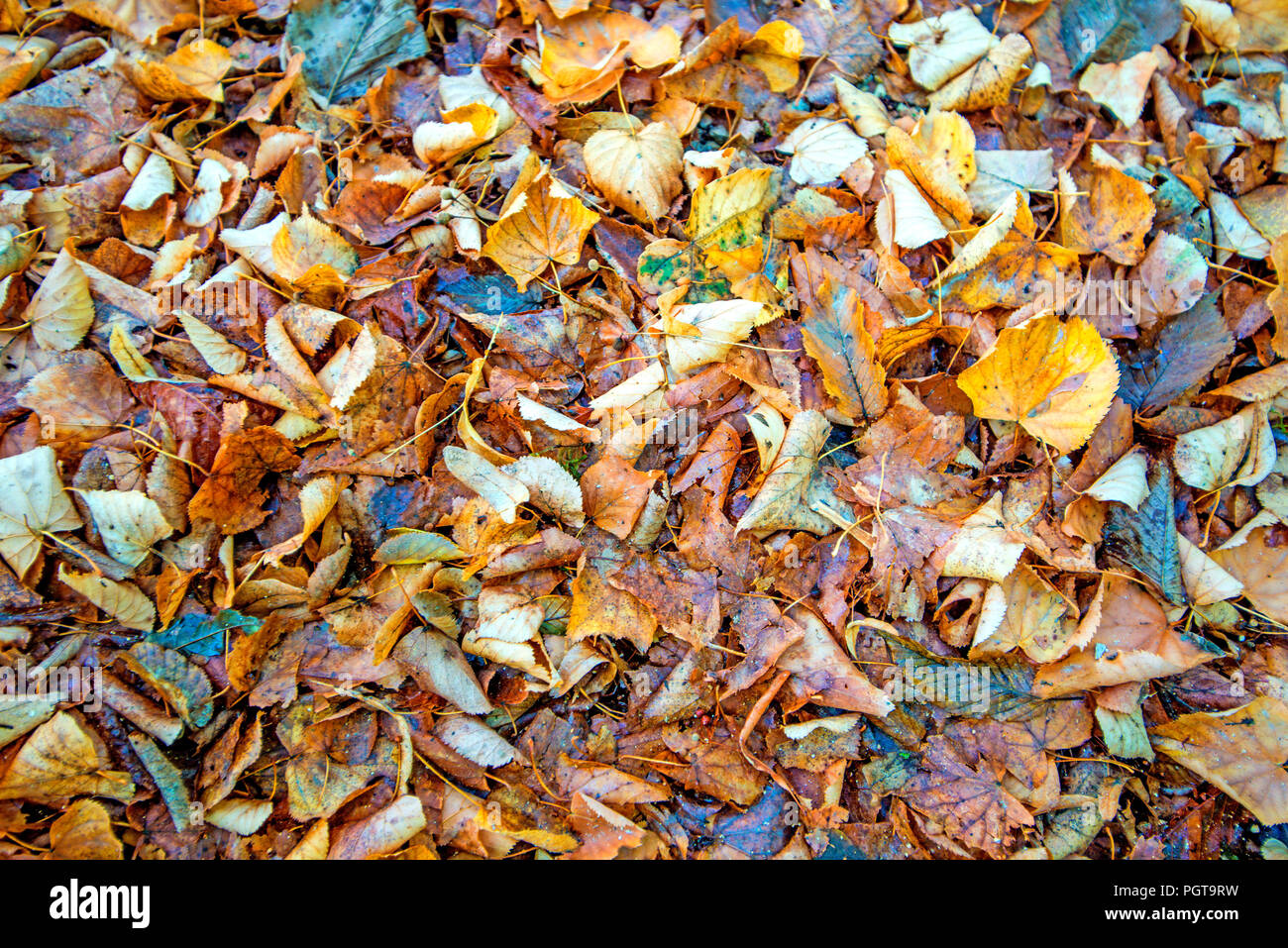 Filling the format hi-res stock photography and images - Alamy