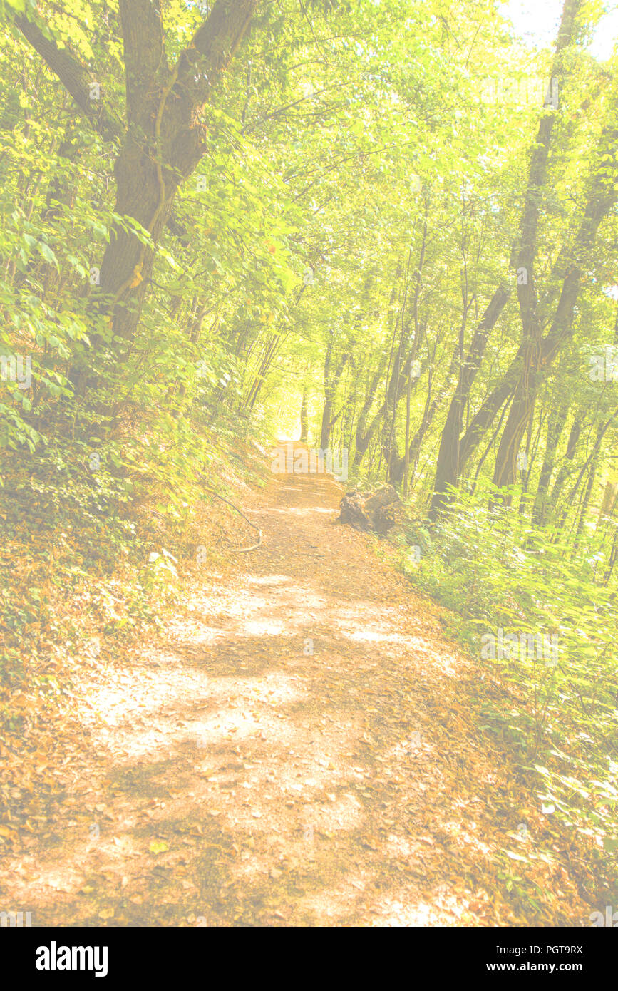Forest in autumn with way Stock Photo - Alamy