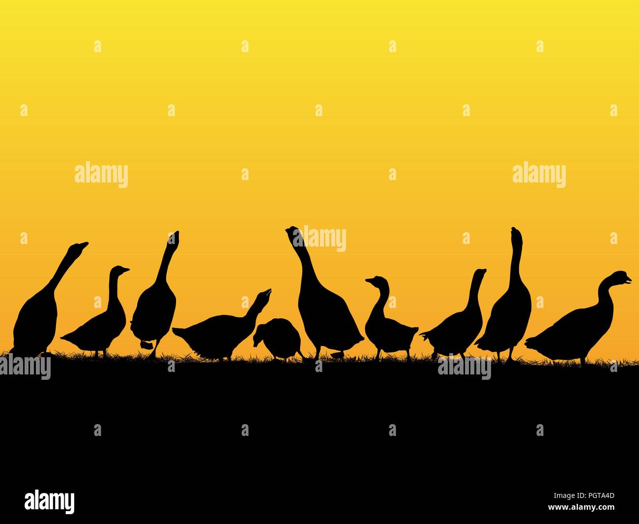 Duck goose geese Stock Vector Images - Alamy