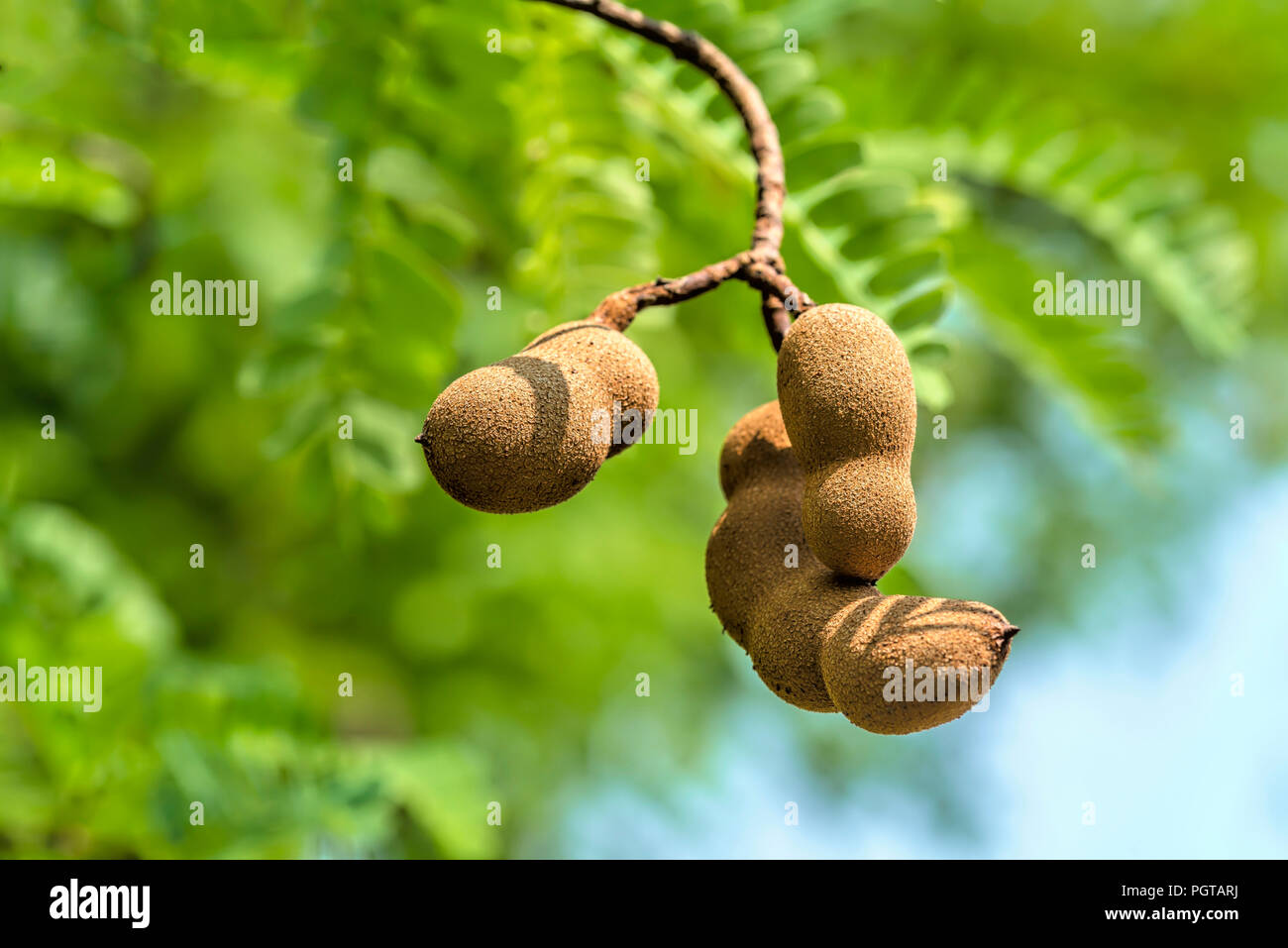 Tamarind plant hi-res stock photography and images - Alamy