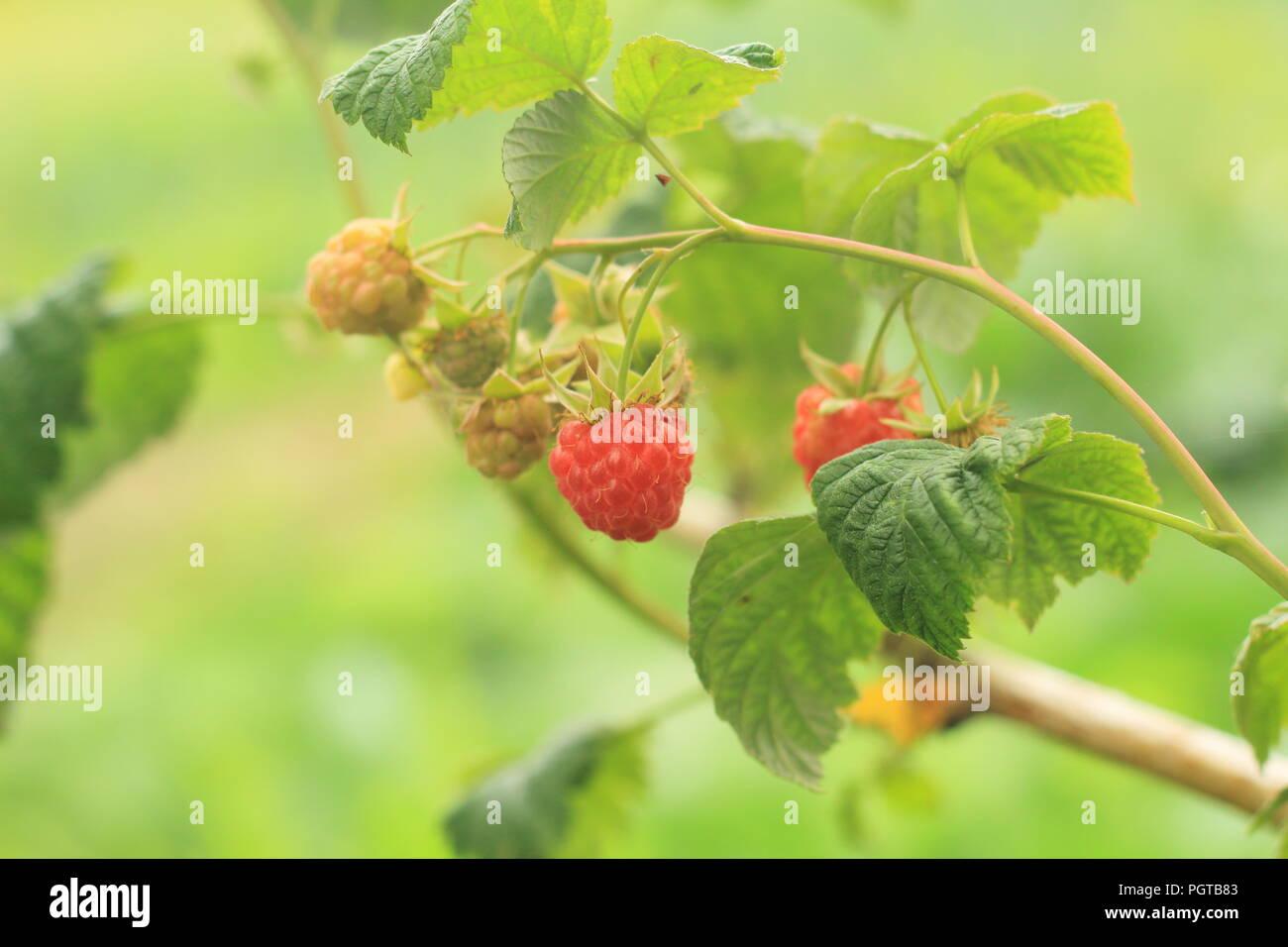 raspberries on a branch in the garden. photo with copy space Stock ...