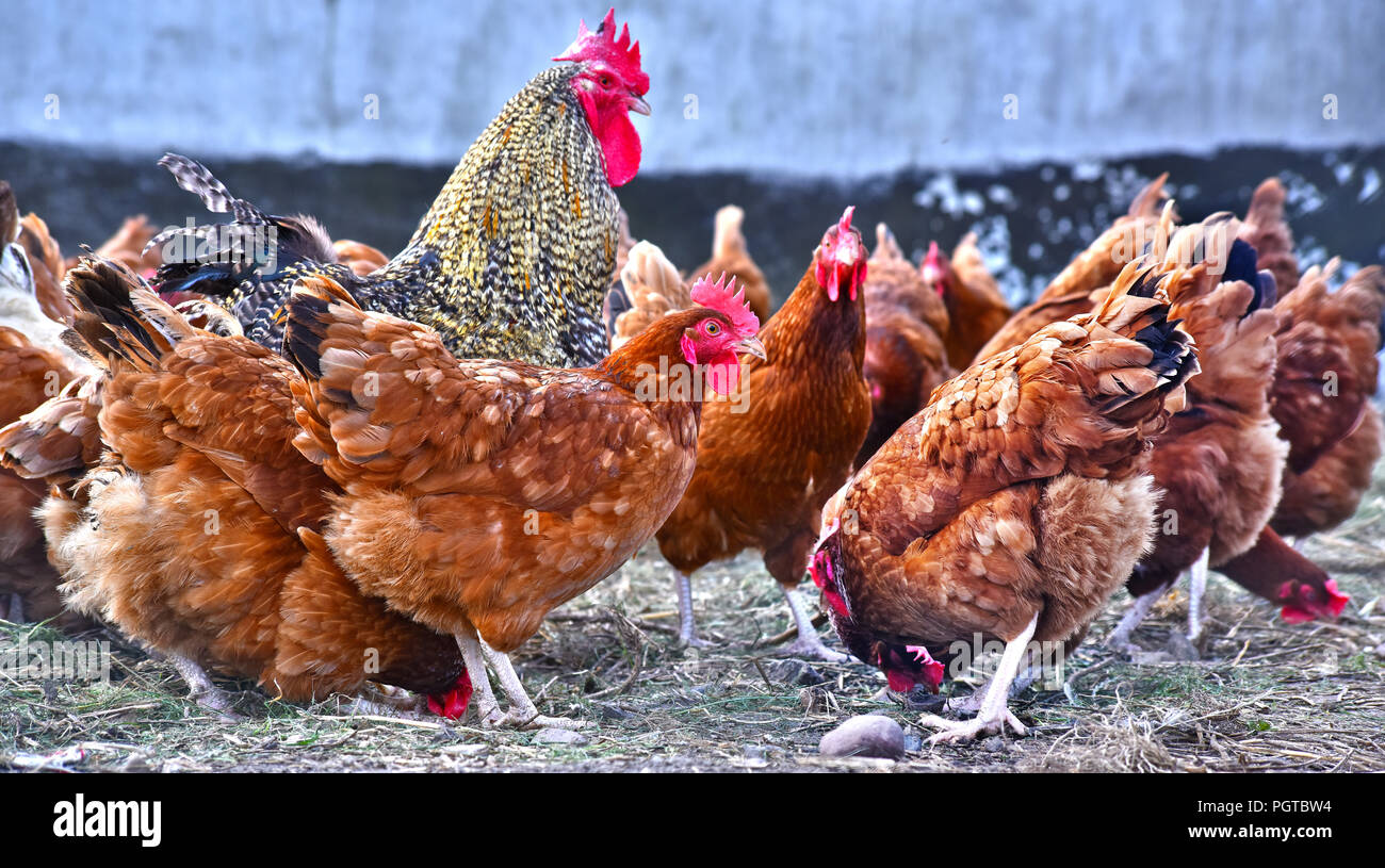 Chickens on traditional free range poultry farm Stock Photo - Alamy