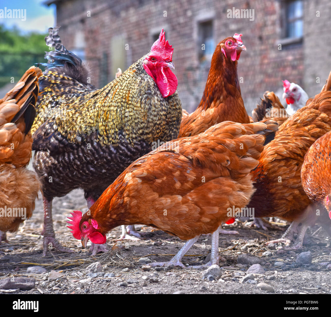 Chickens on traditional free range poultry farm Stock Photo - Alamy
