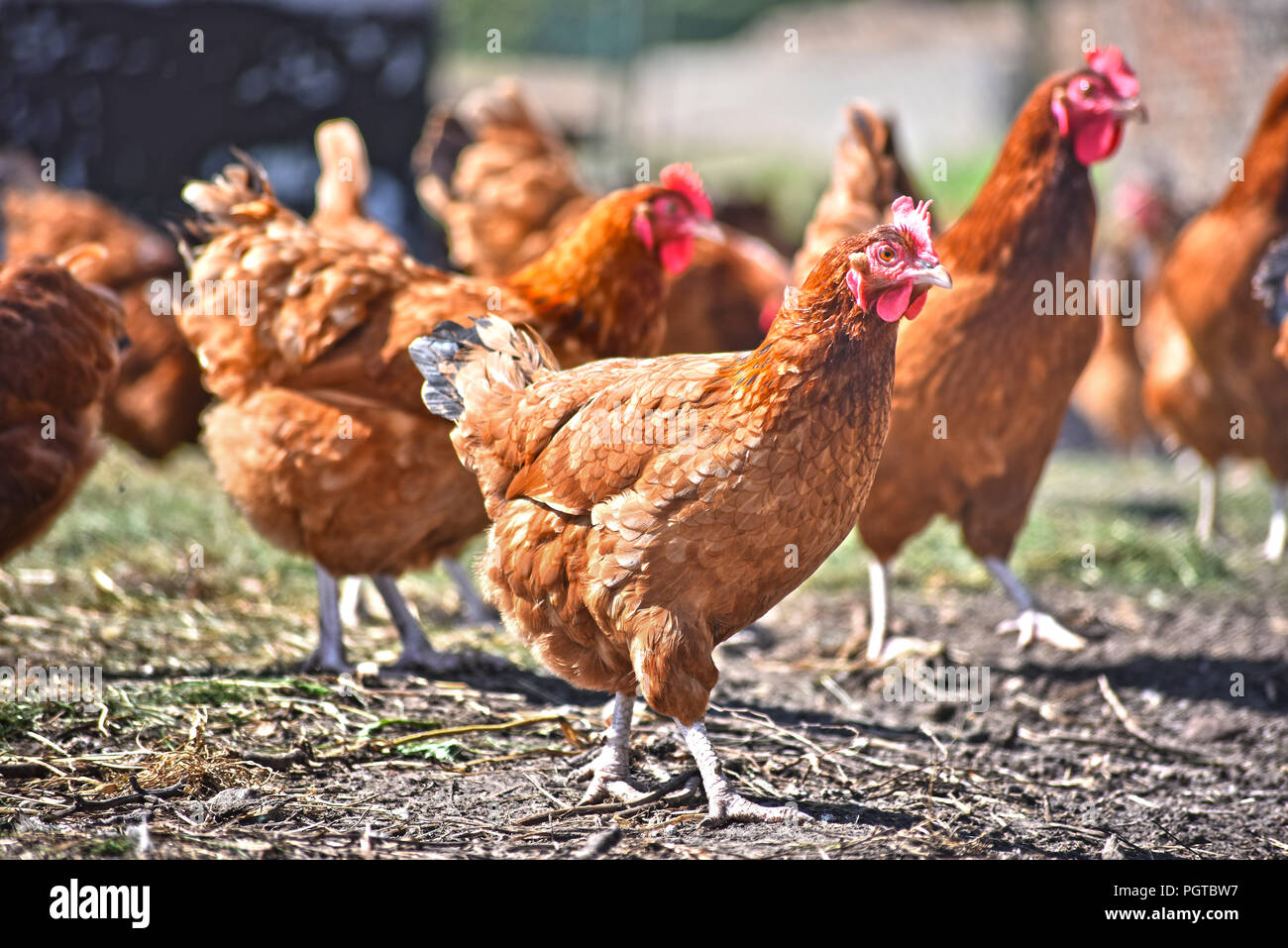 Poultry farm for breeding chickens hi-res stock photography and images ...
