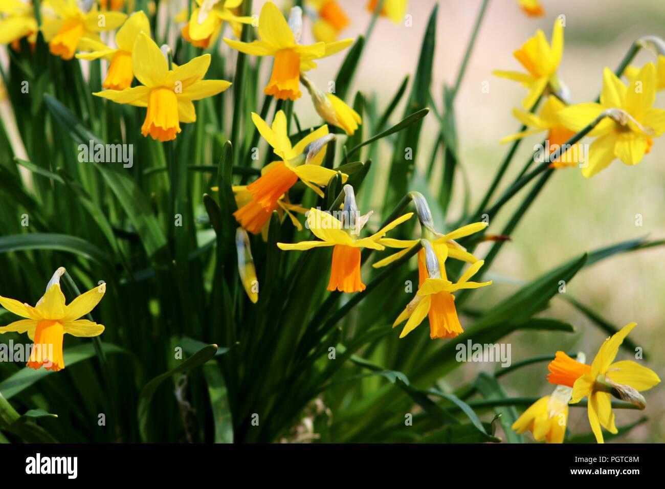 Daffodil field scotland hi-res stock photography and images - Alamy