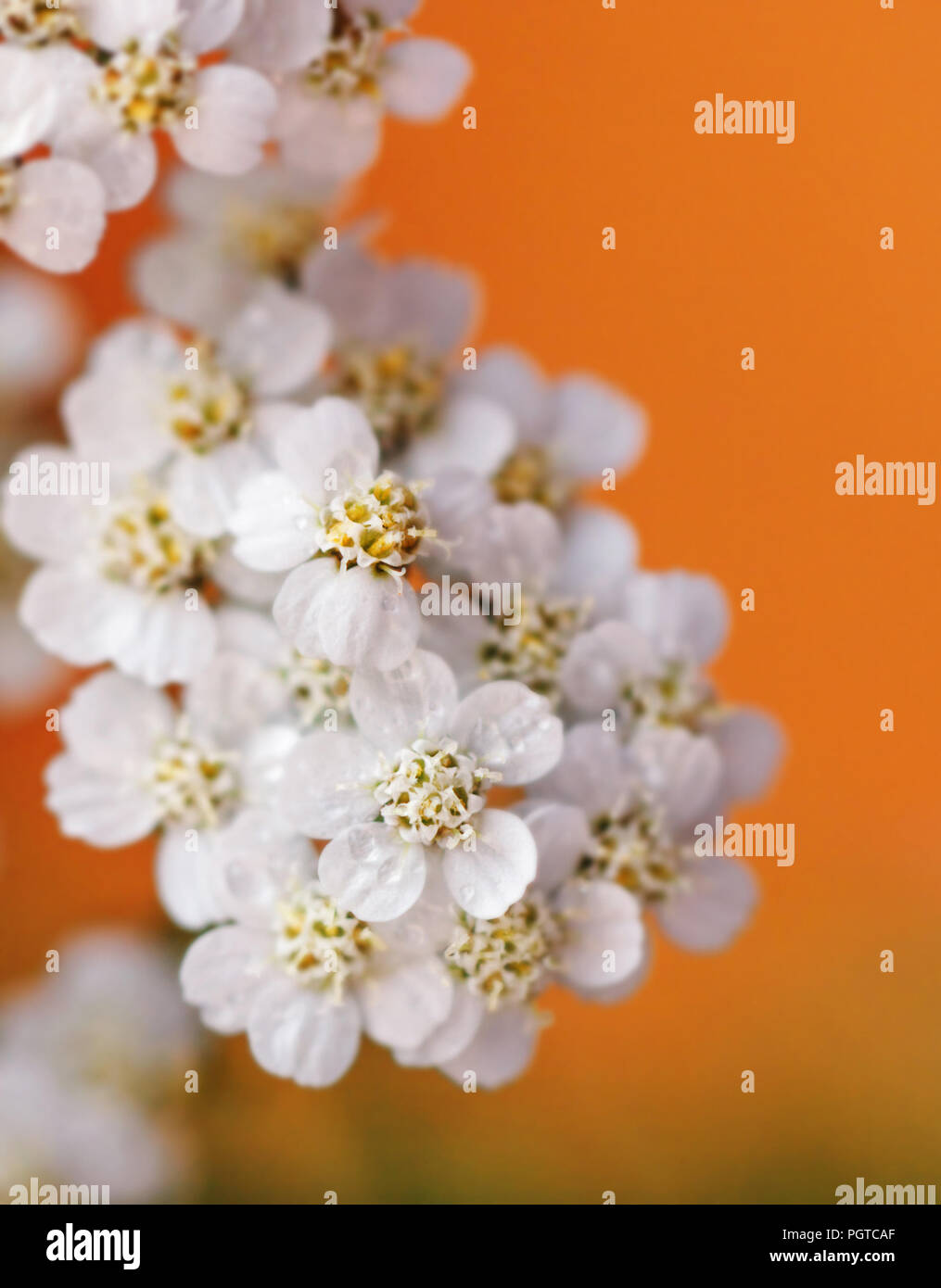 Achillea millefolium orange hi-res stock photography and images - Alamy