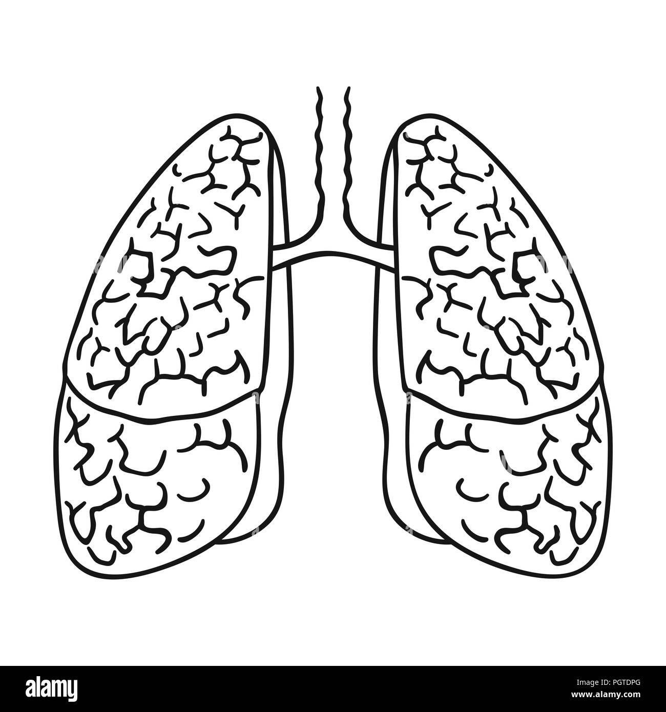 Human Lungs Outline