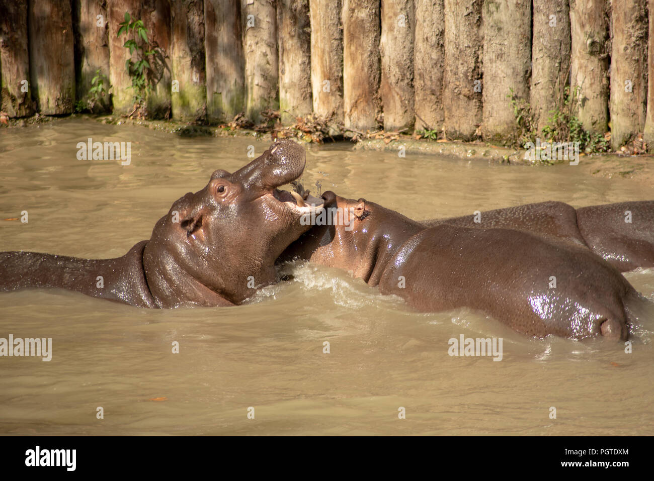 The hippopotamus, from the union of the Greek words ἱππος and πόταμος ...
