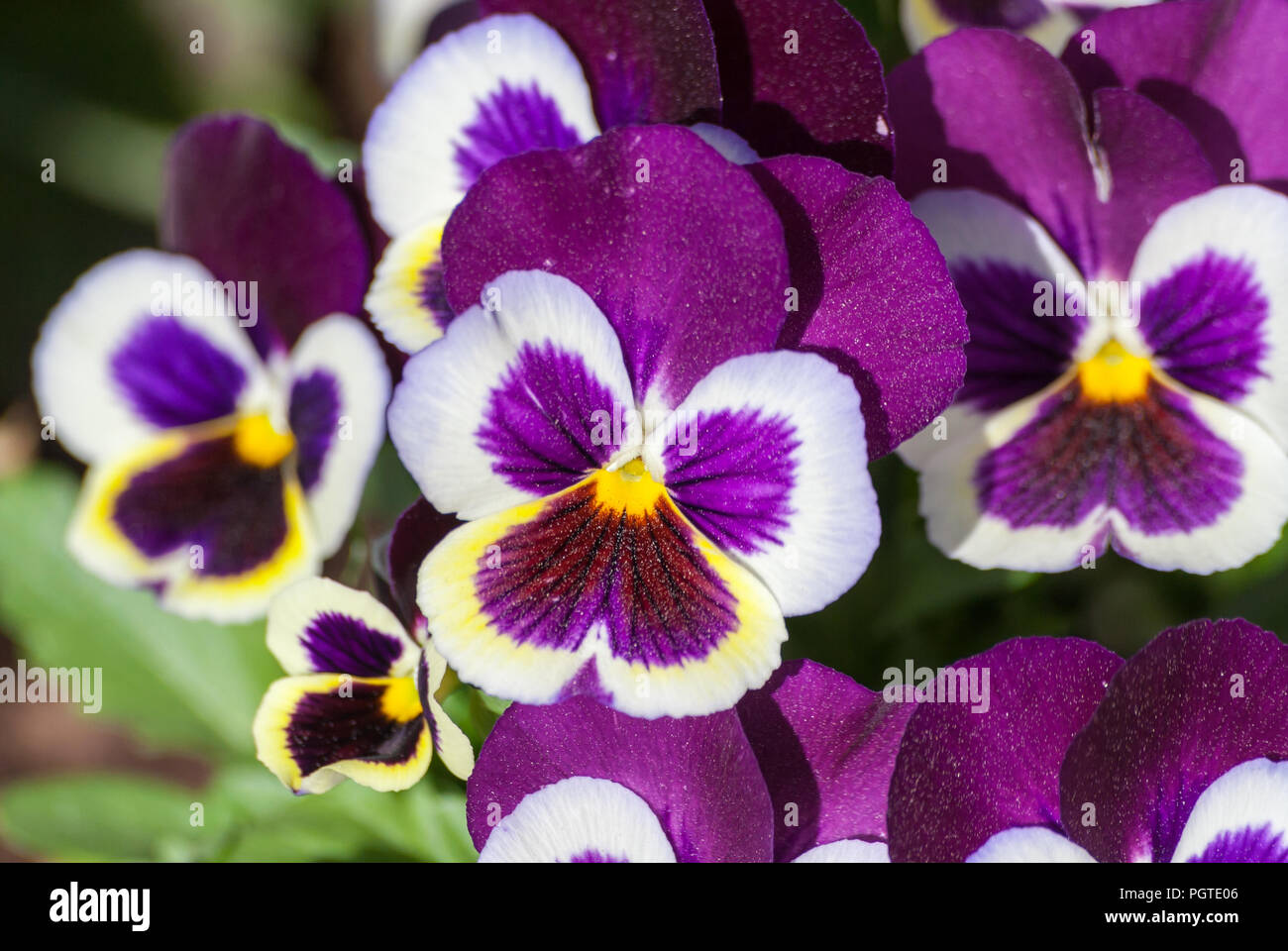 Burgundy color hi-res stock photography and images - Alamy