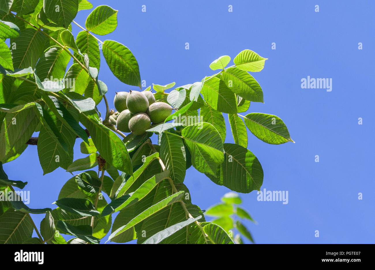 Nuts of heaven hi-res stock photography and images - Alamy