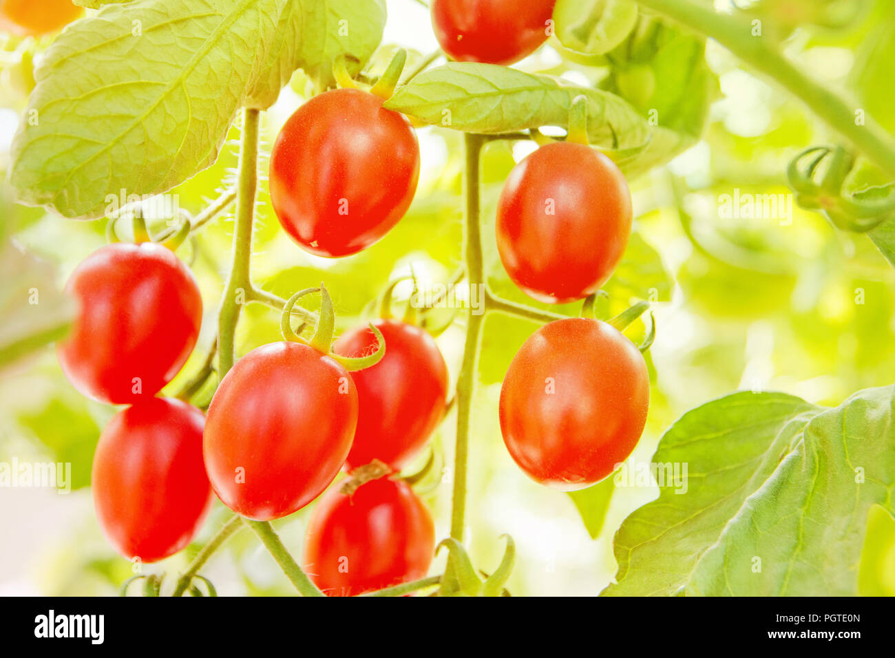 tomatoes grown in greenhouse conditions, tomato production on a large ...