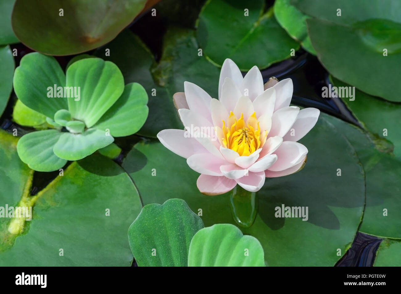 white and pink with a yellow lotus core surrounded by aquatic plants in ...